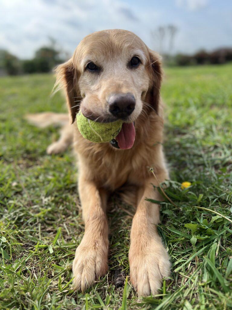 Contact – Gold Ribbon Rescue