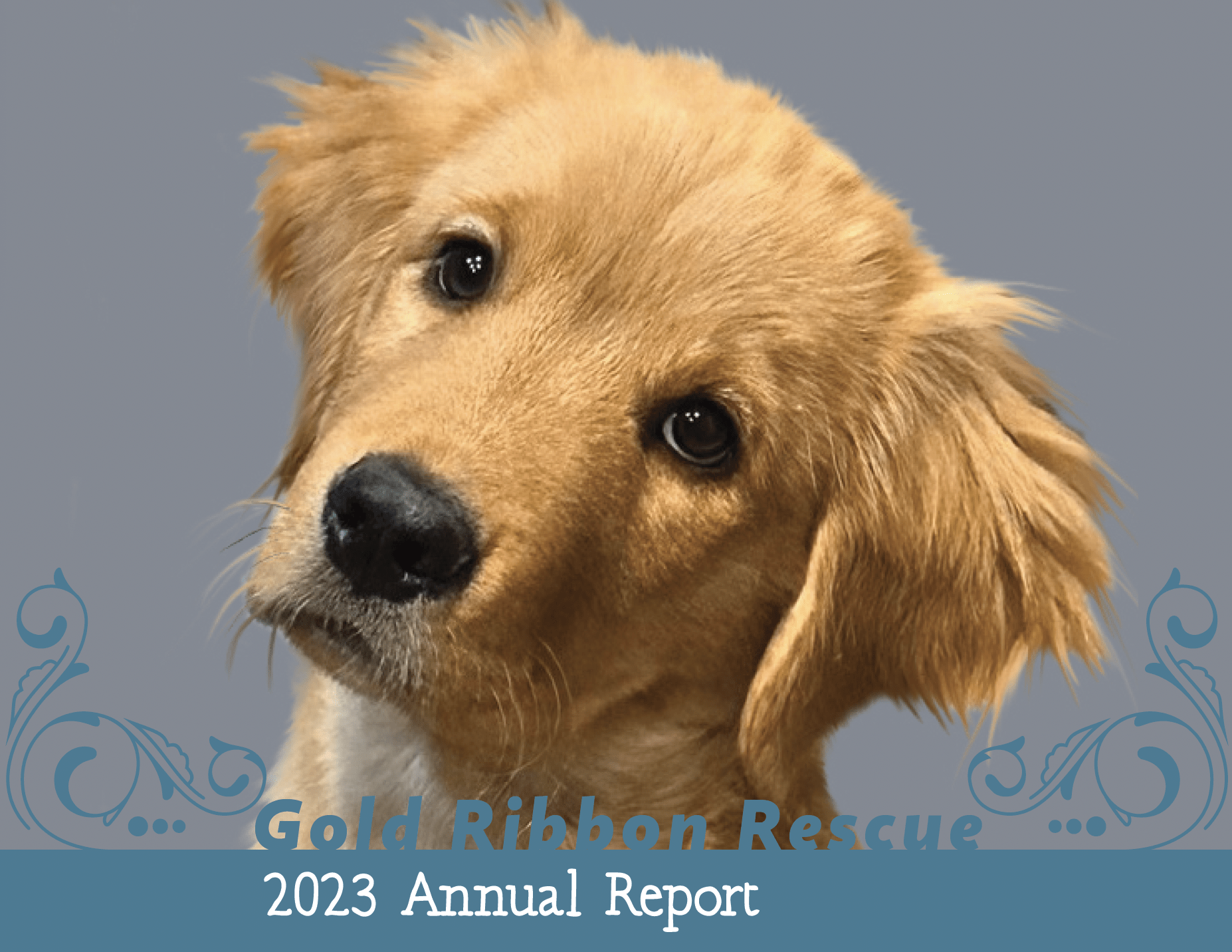 Annual Reports – Gold Ribbon Rescue