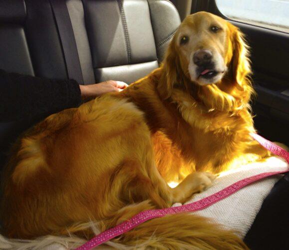 FAQ – Gold Ribbon Rescue