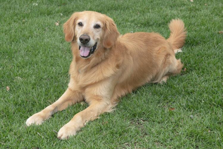 Forever Fosters – Gold Ribbon Rescue