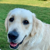 Gold Ribbon Rescue – Rescuing Goldens and Changing Their Lives Forever