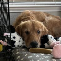 Gold Ribbon Rescue – Rescuing Goldens and Changing Their Lives Forever