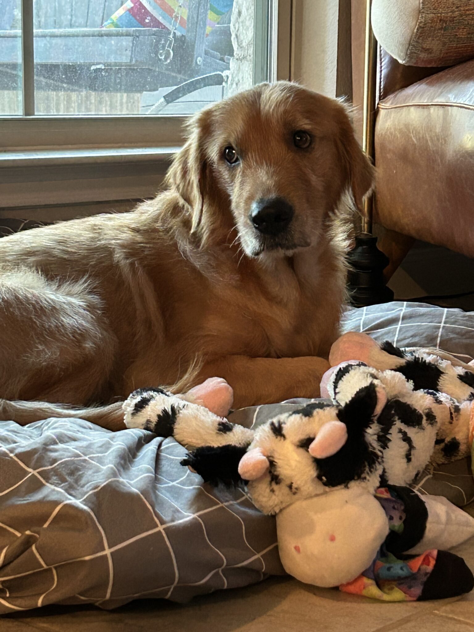 Available Dogs – Gold Ribbon Rescue