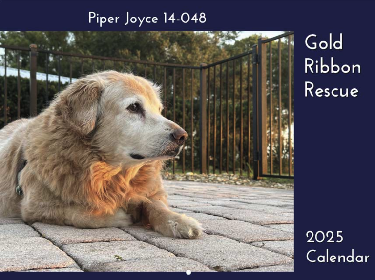 Gold Ribbon Rescue – Rescuing Goldens and Changing Their Lives Forever
