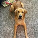 Gold Ribbon Rescue – Rescuing Goldens and Changing Their Lives Forever