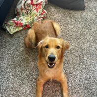 Gold Ribbon Rescue – Rescuing Goldens and Changing Their Lives Forever