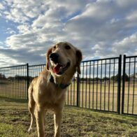 Gold Ribbon Rescue – Rescuing Goldens and Changing Their Lives Forever