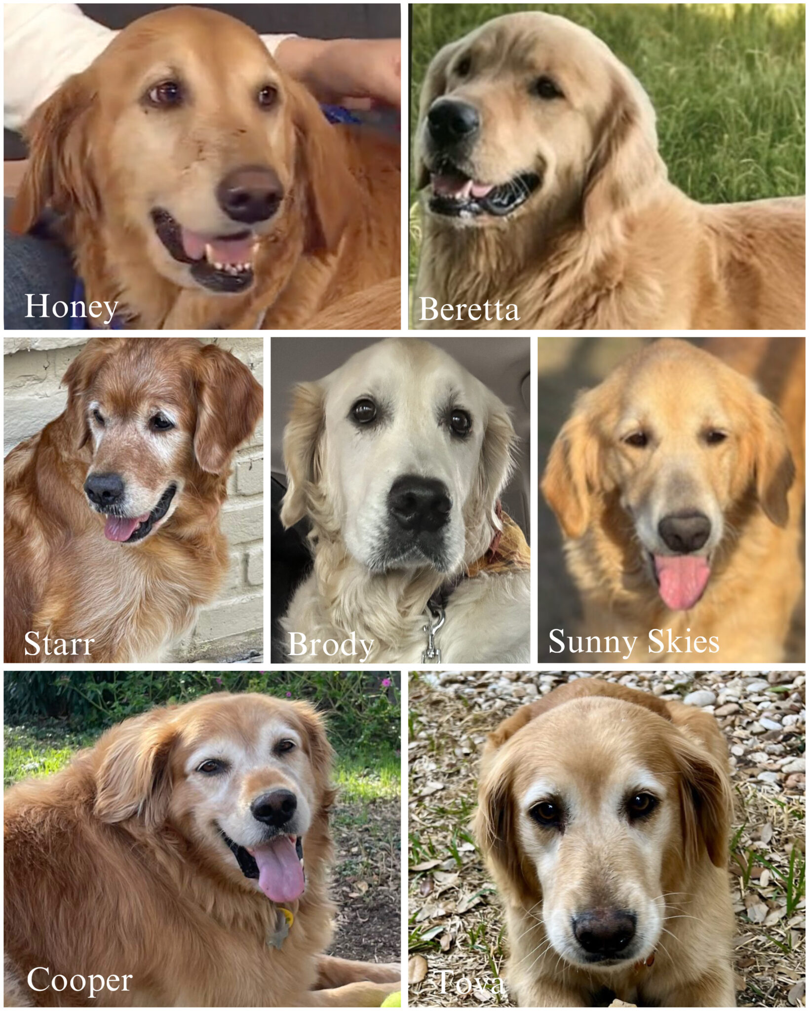 Gold Ribbon Rescue – Rescuing Goldens and Changing Their Lives Forever