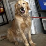 Gold Ribbon Rescue – Rescuing Goldens and Changing Their Lives Forever
