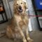 Gold Ribbon Rescue – Rescuing Goldens and Changing Their Lives Forever