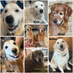 Gold Ribbon Rescue – Rescuing Goldens and Changing Their Lives Forever