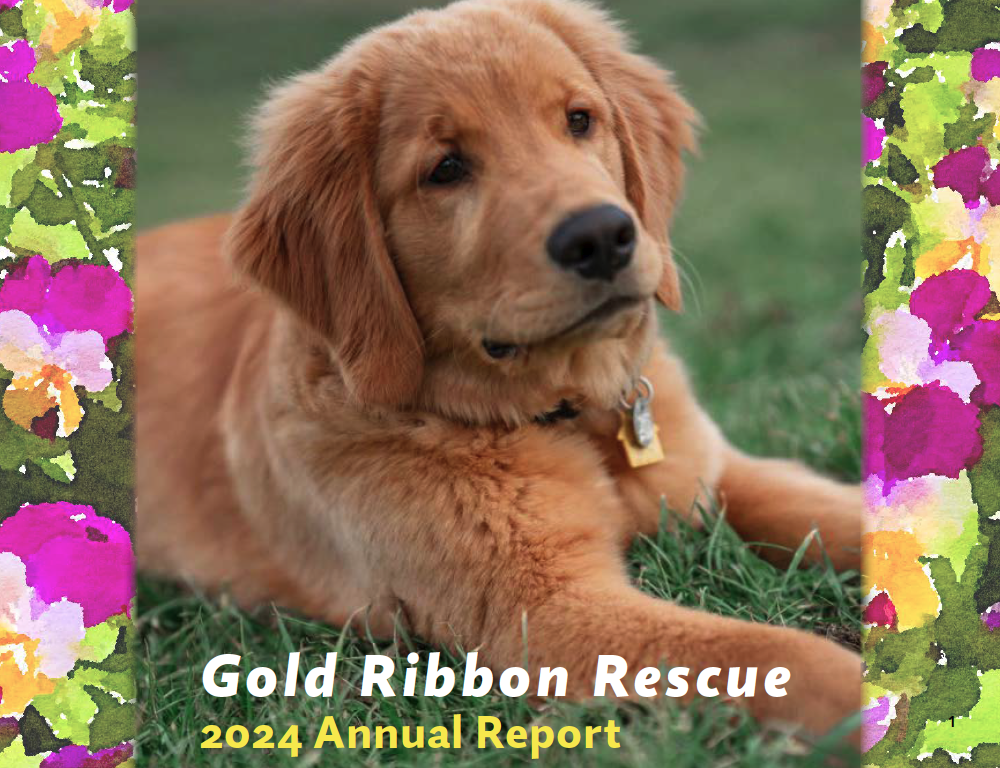 Gold Ribbon Rescue – Rescuing Goldens and Changing Their Lives Forever