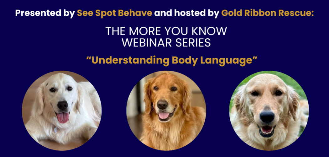 Gold Ribbon Rescue – Rescuing Goldens and Changing Their Lives Forever