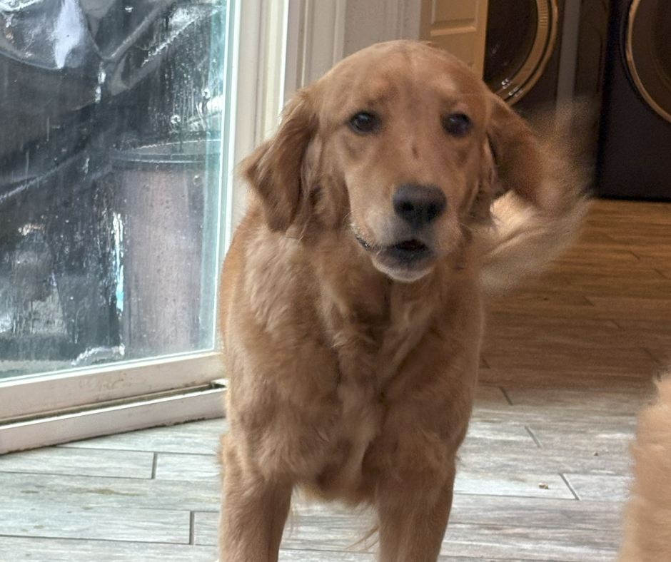 Millie – Gold Ribbon Rescue