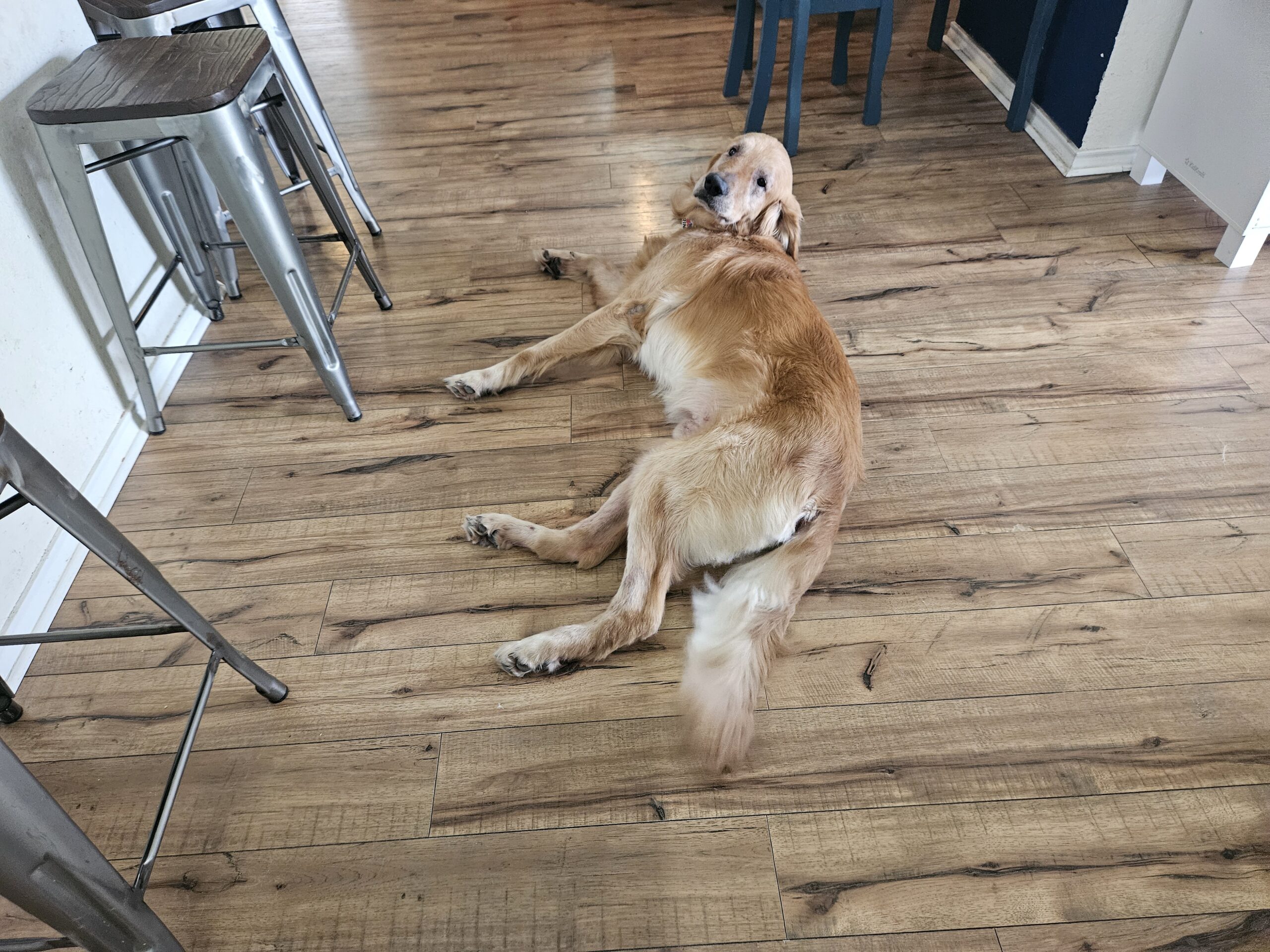 Ringo – Gold Ribbon Rescue