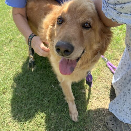 Pearl – Gold Ribbon Rescue