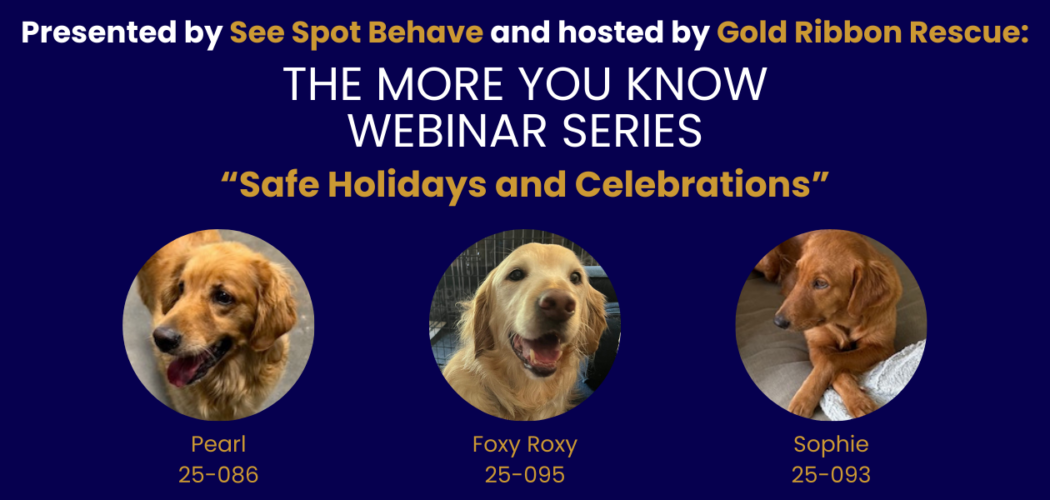 Gold Ribbon Rescue – Rescuing Goldens and Changing Their Lives Forever
