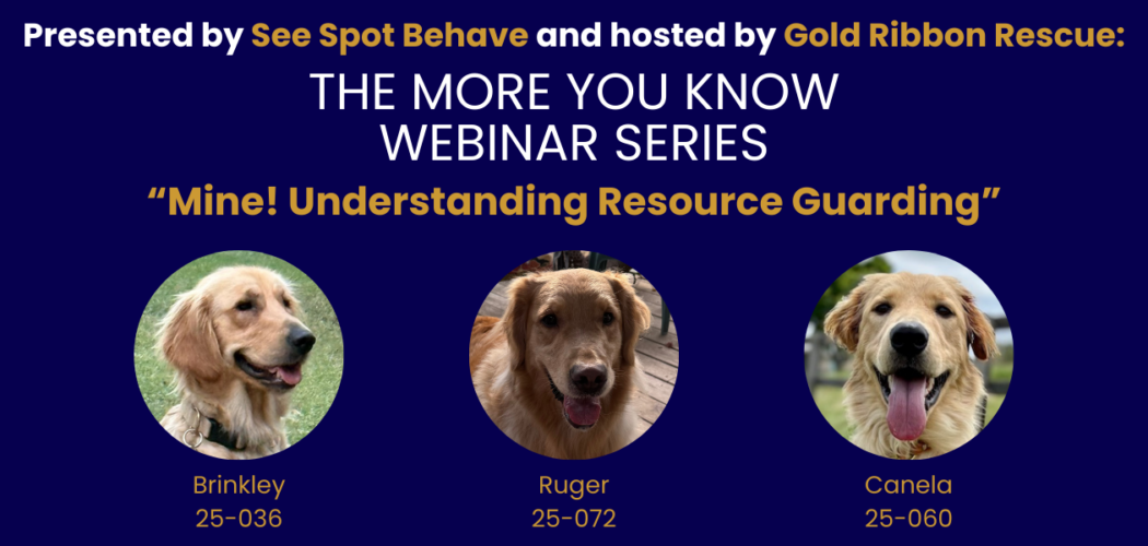 Gold Ribbon Rescue – Rescuing Goldens and Changing Their Lives Forever