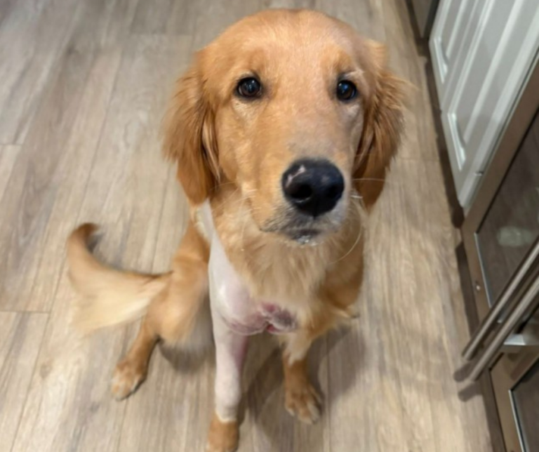 Gold Ribbon Rescue – Rescuing Goldens and Changing Their Lives Forever